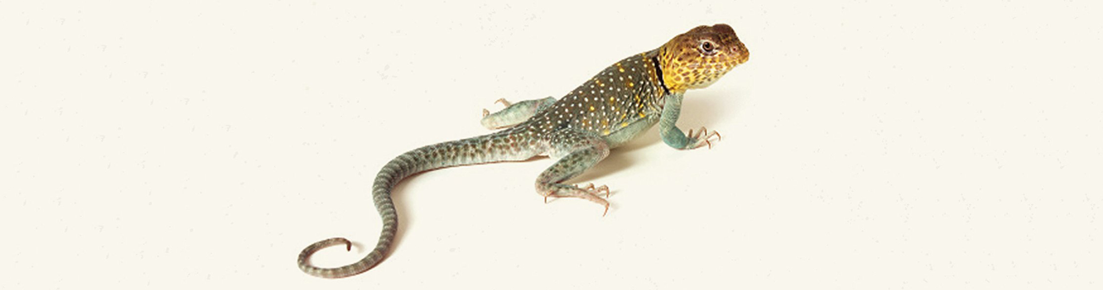 A Wild Life: An overview of Robert Trivers’ autobiography – Darwinian ...